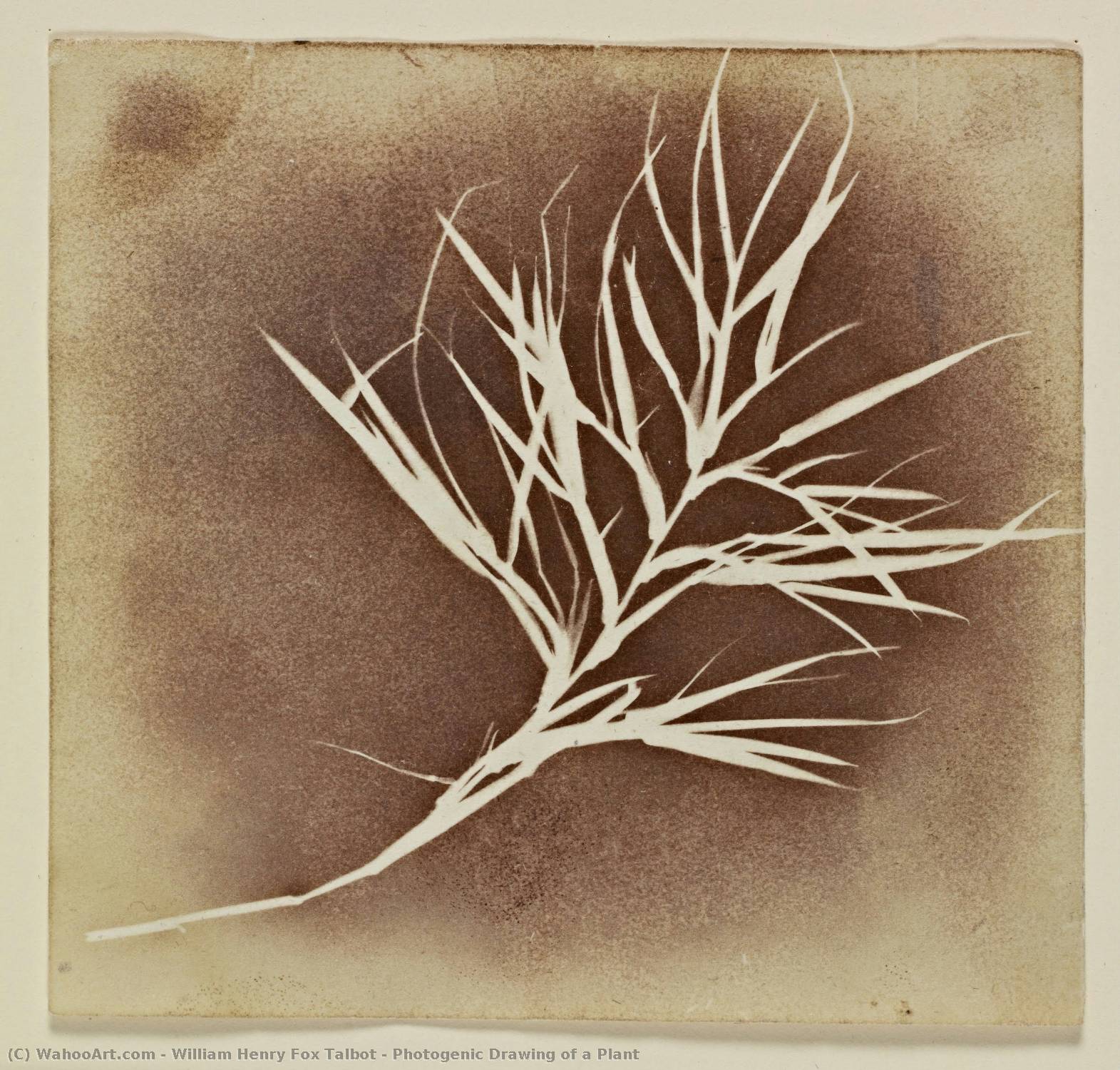 Purchase Oil Painting Replica Photogenic Drawing of a Plant, 1840 by ...